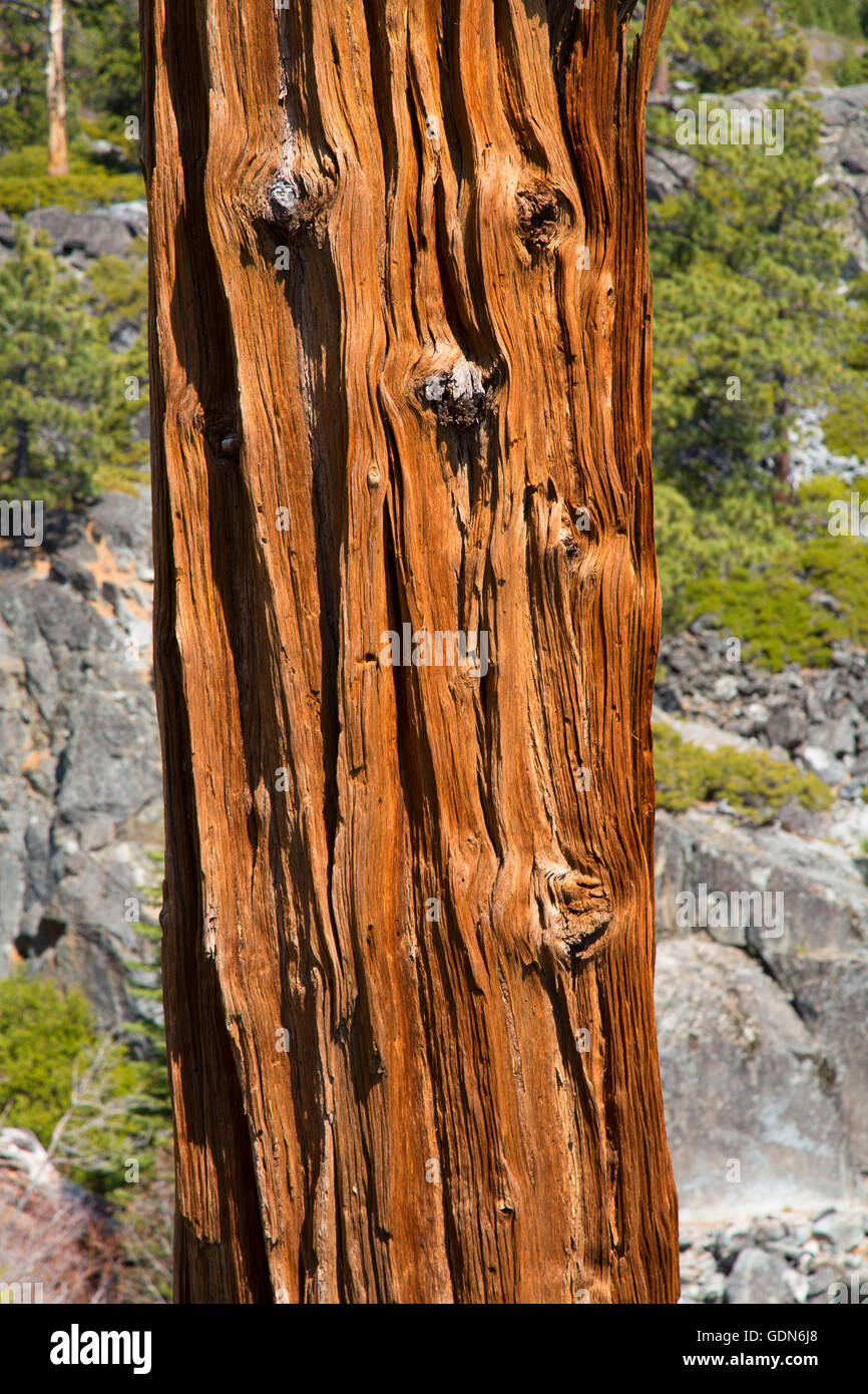 Cedar trunk, Lake Tahoe Basin National Forest, California Stock Photo ...