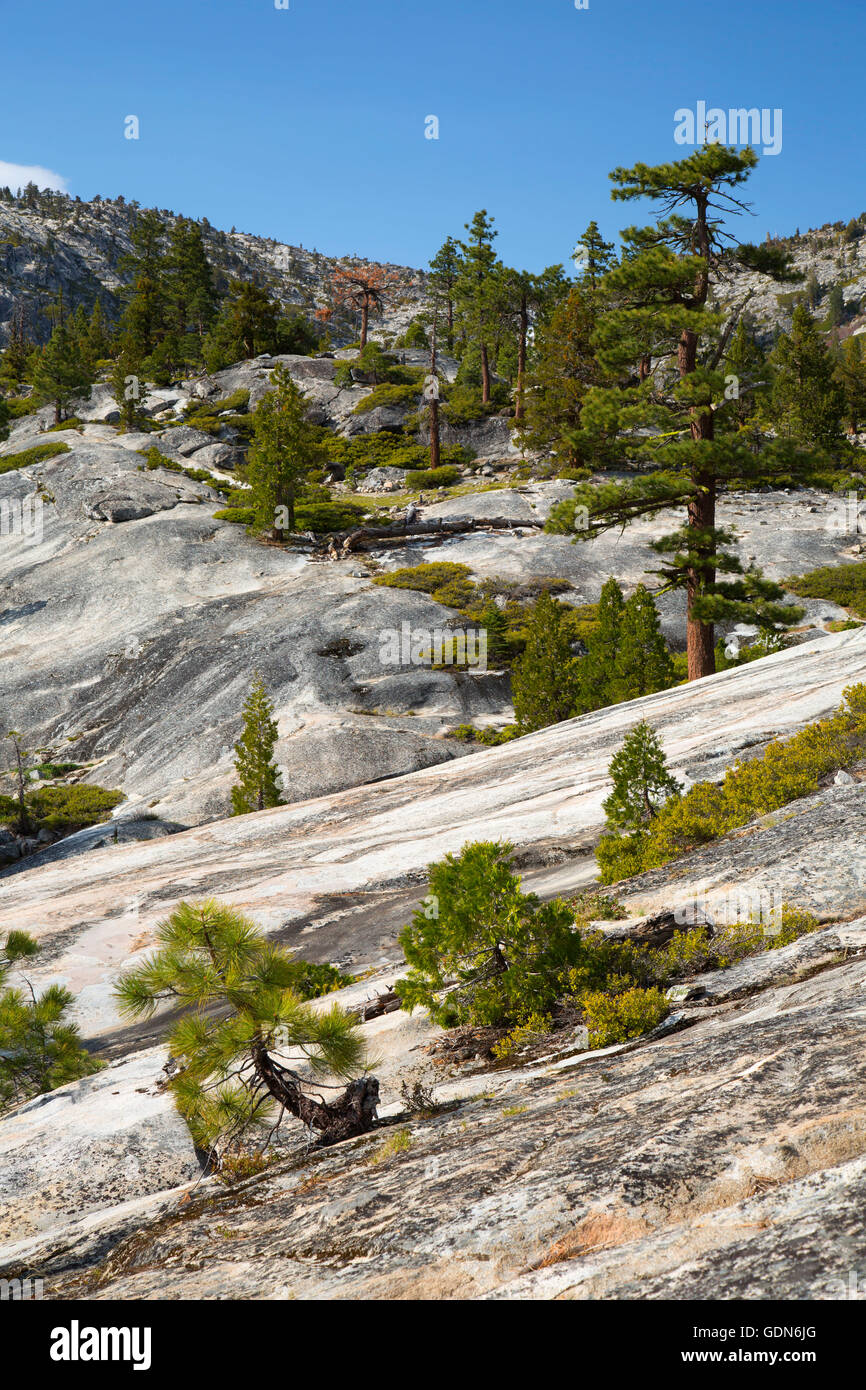 Open forest along Pacific Crest Trail near Echo Lake, Lake Tahoe Basin ...