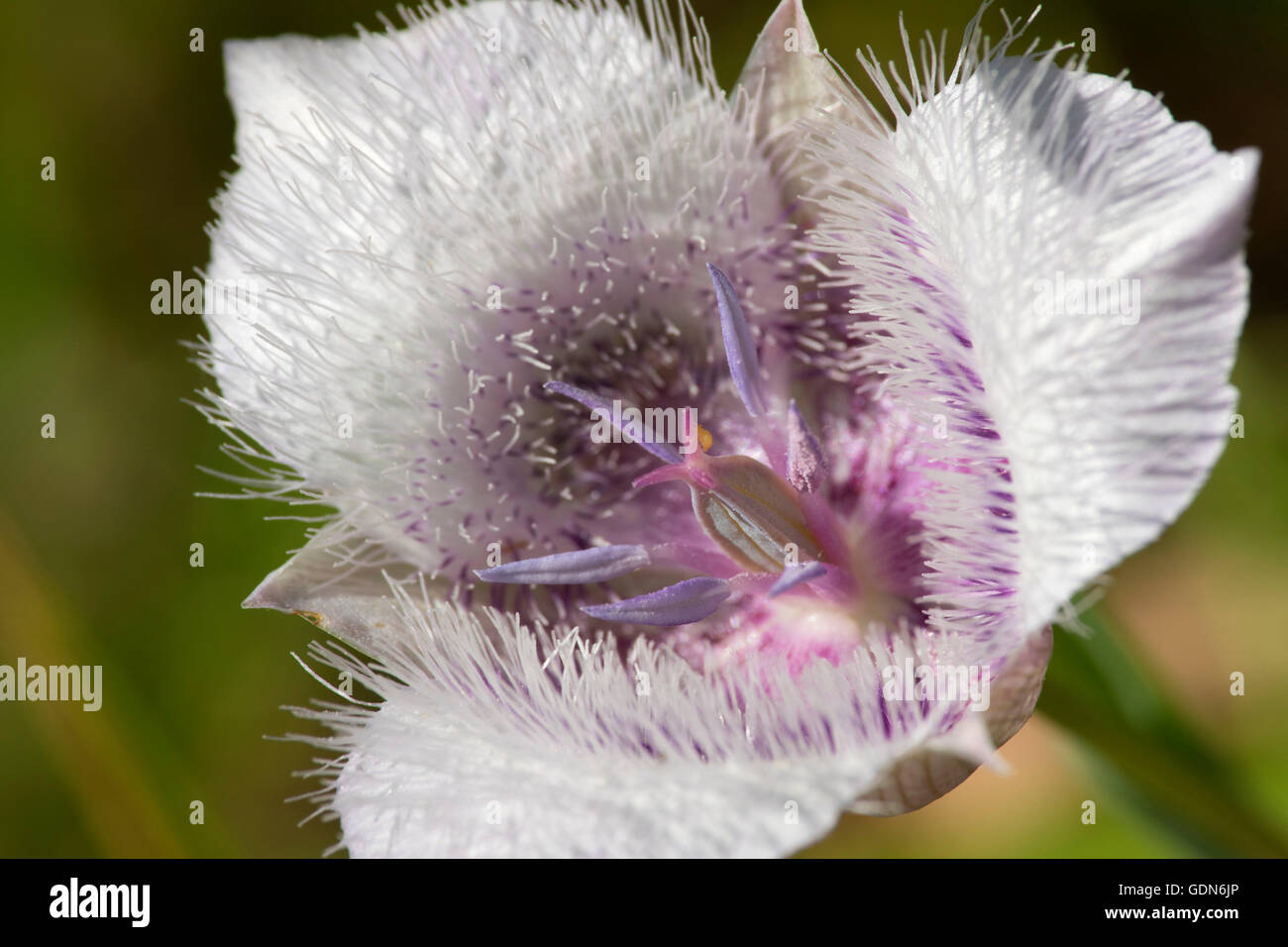 Star tulip or cat ears along Upper Table Rock Trail, Upper Table Rock ...