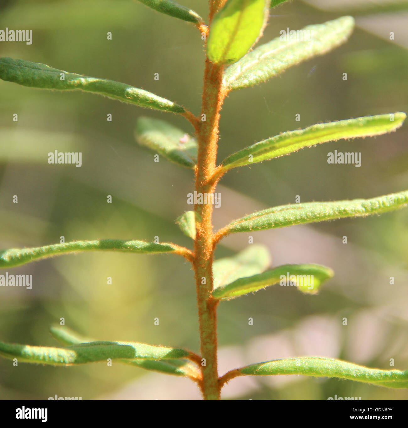 Ledum palustre plant in forest, close up view Stock Photo - Alamy