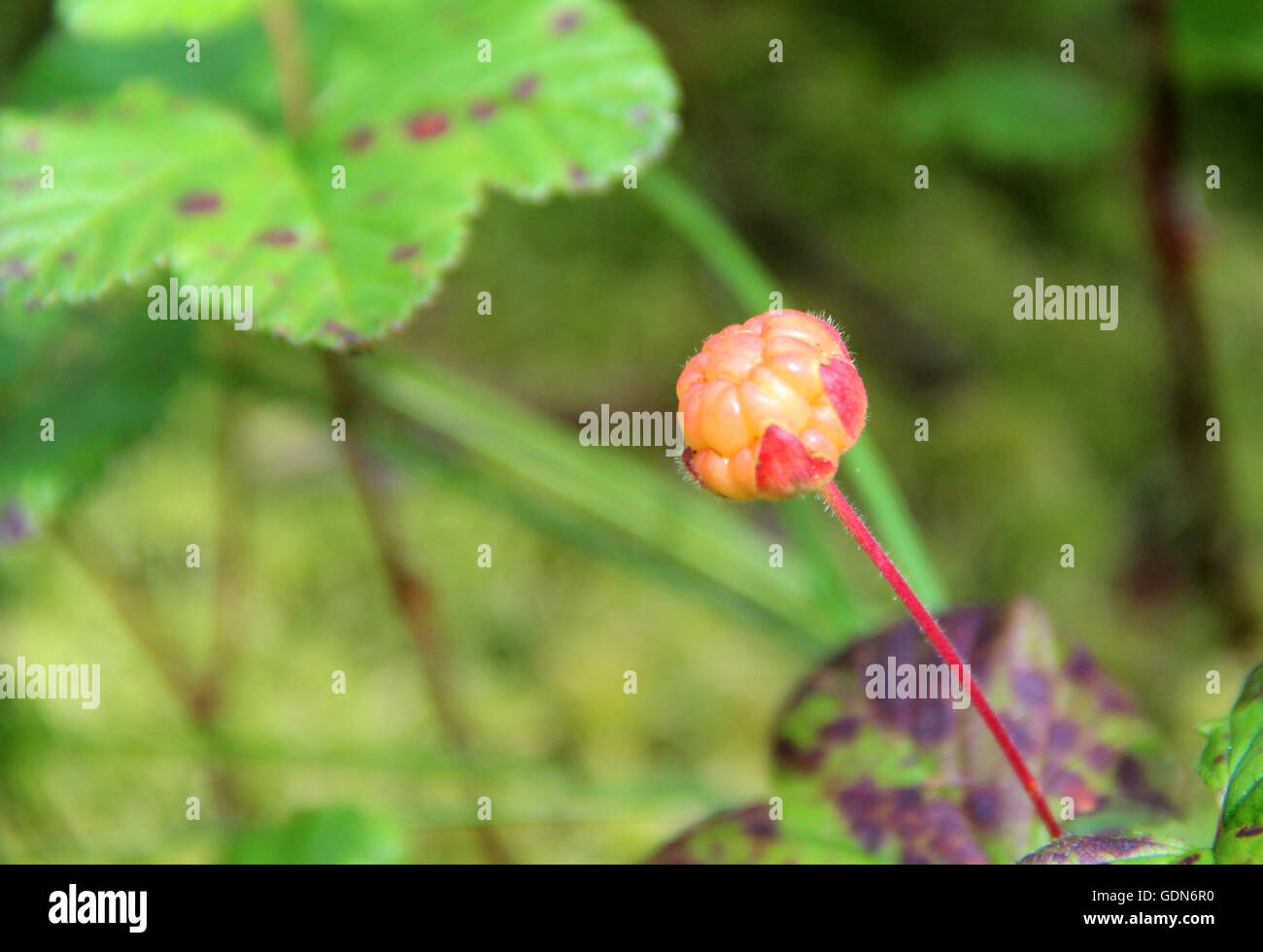 Cloudberry. Rubus chamaemorus Stock Photo - Alamy