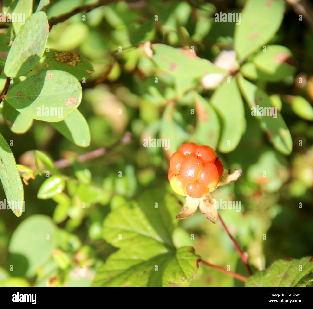 Cloudberry. Rubus chamaemorus Stock Photo - Alamy