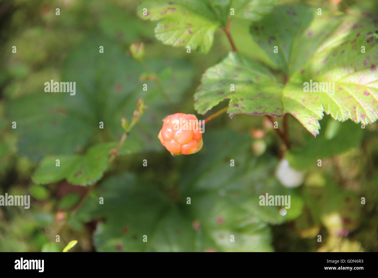 Cloudberry. Rubus chamaemorus Stock Photo - Alamy