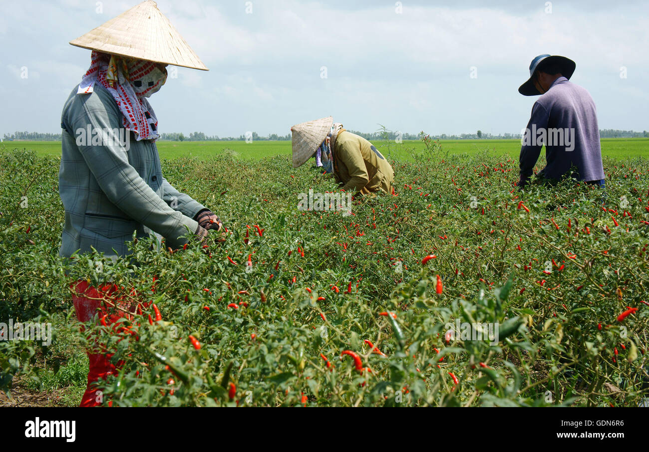 MEKONG DELTA, VIETNAM, Farmer working on capsicum garden, green field ...