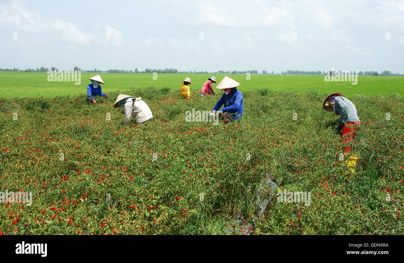 MEKONG DELTA, VIETNAM, Farmer working on capsicum garden, green field ...