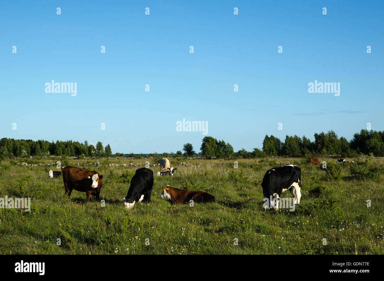 Cattle grazing graze hi-res stock photography and images - Alamy