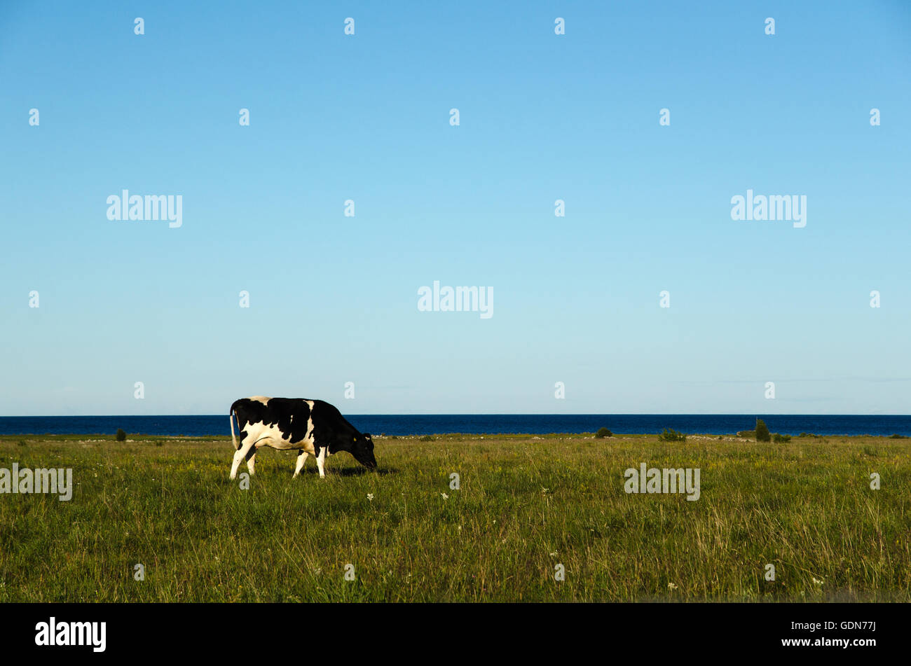 Single cow in a peaceful pasture land by the coast. From the swedish ...