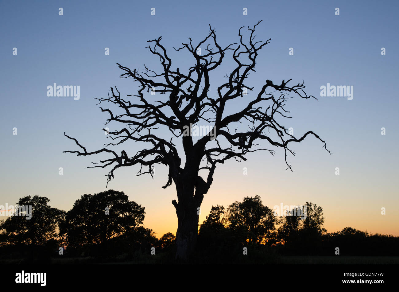 Wide single dead oak tree by twilight time Stock Photo - Alamy
