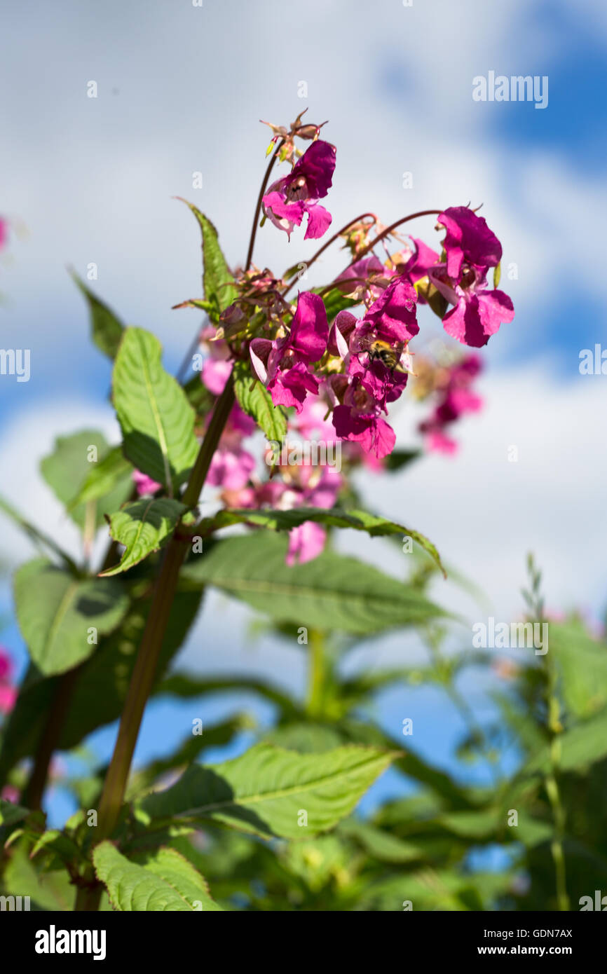 Himalayan Balsam (Impatiens glandulifera) in bloom taken around Durham ...