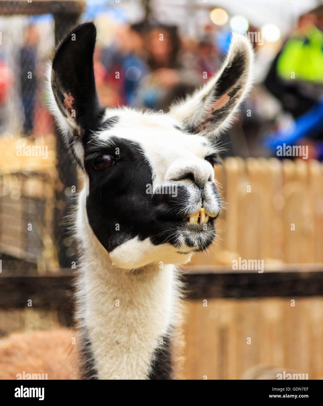 Portrait goat hi-res stock photography and images - Alamy