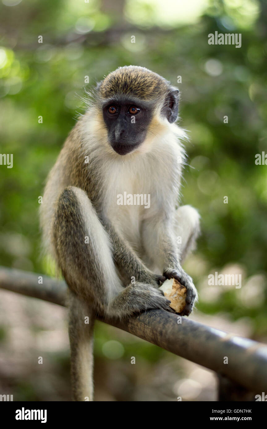 Green Monkey In Tree Stock Photo - Alamy