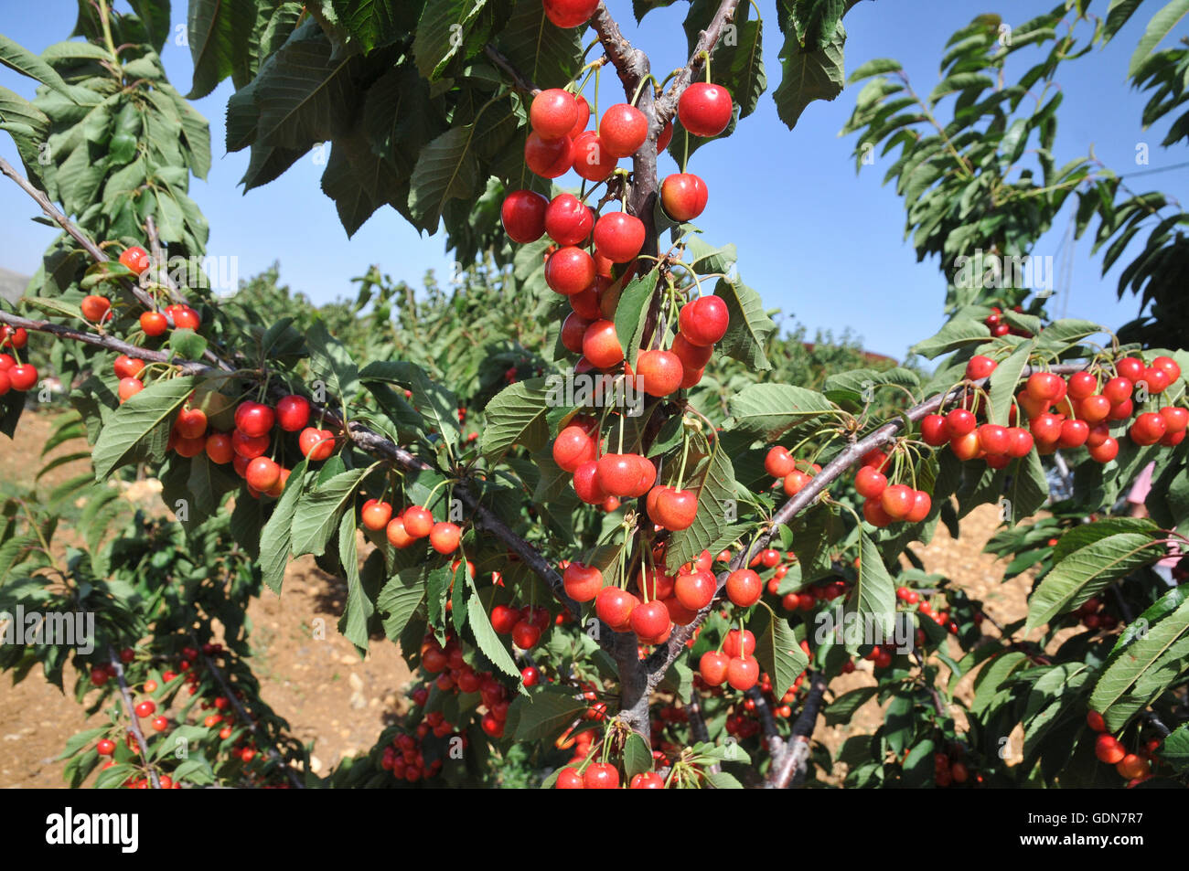Cherry Orchard close up of ripe Cherries on a tree. Photographed on ...