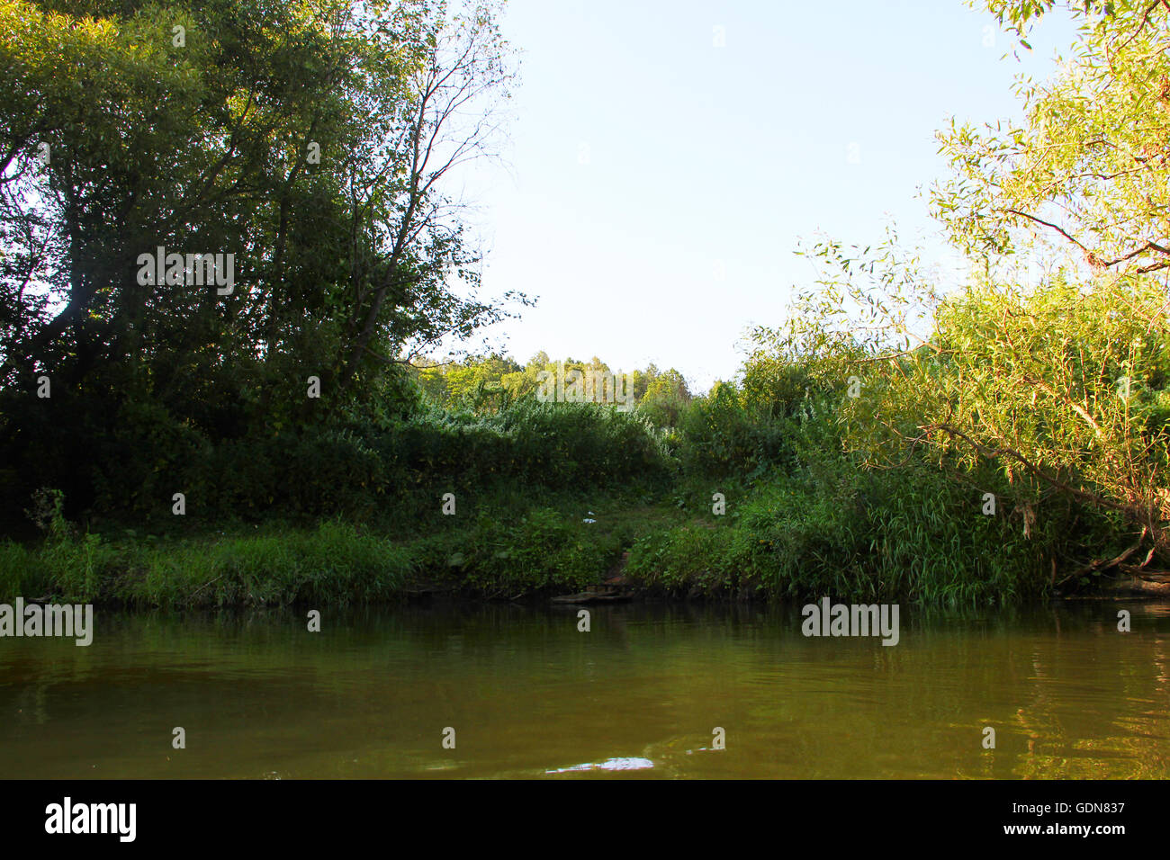 Forest river scene with trees over the water Stock Photo - Alamy