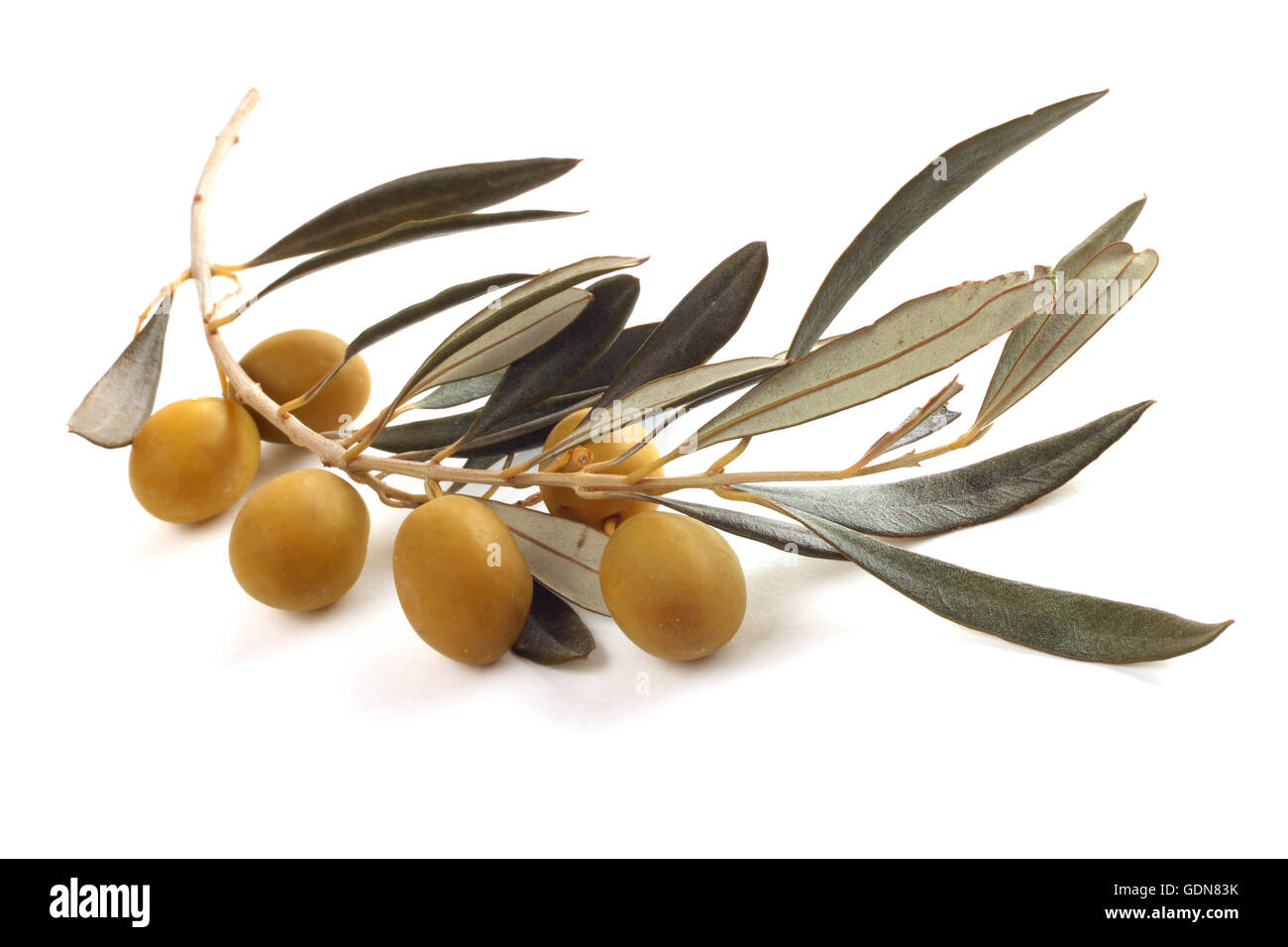 Fresh olives on the olive branch isolated on white background Stock ...