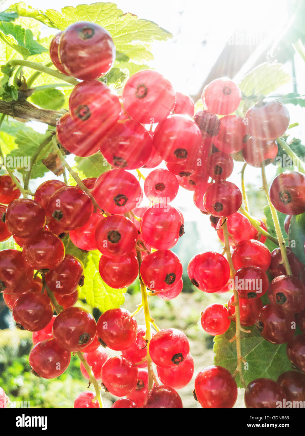 Juicy red currants in the garden. Fruit picking. Healthy food. Sun rays ...
