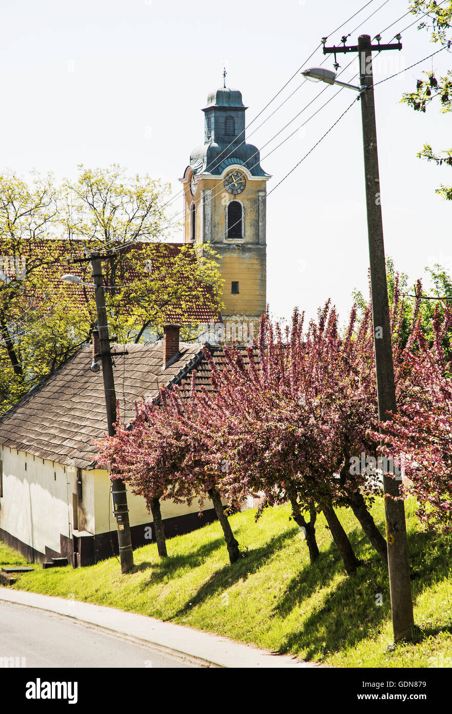 Blooming sakura trees and old church. Seasonal scene. Spring time ...