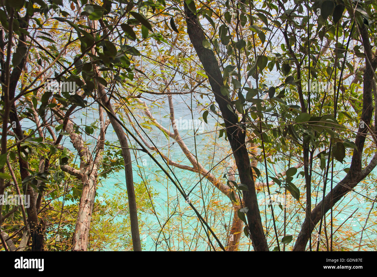Sea view through tropical forest hi-res stock photography and images ...