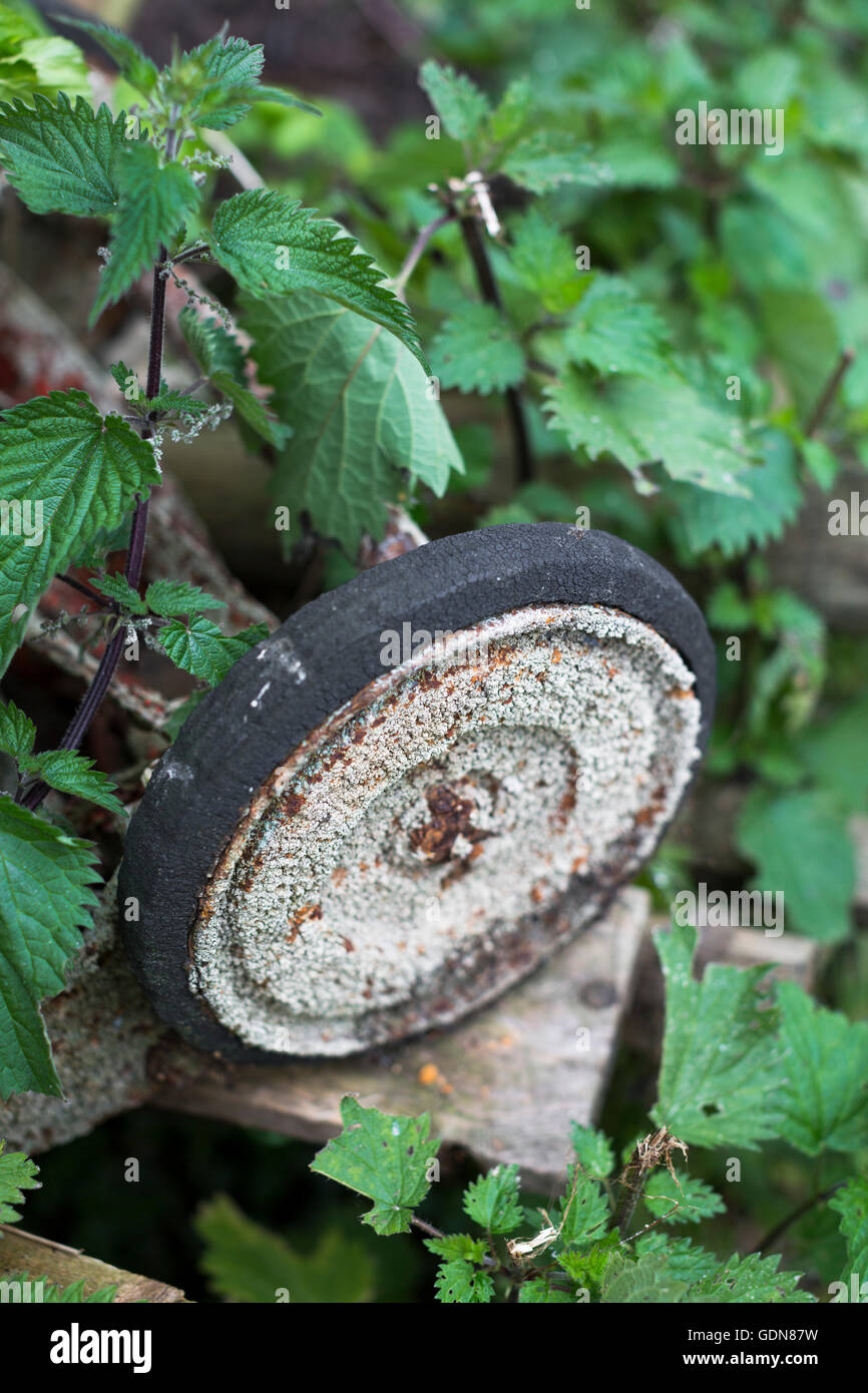 Detail and scenery from a local allotment with overgrown weeds adn ...