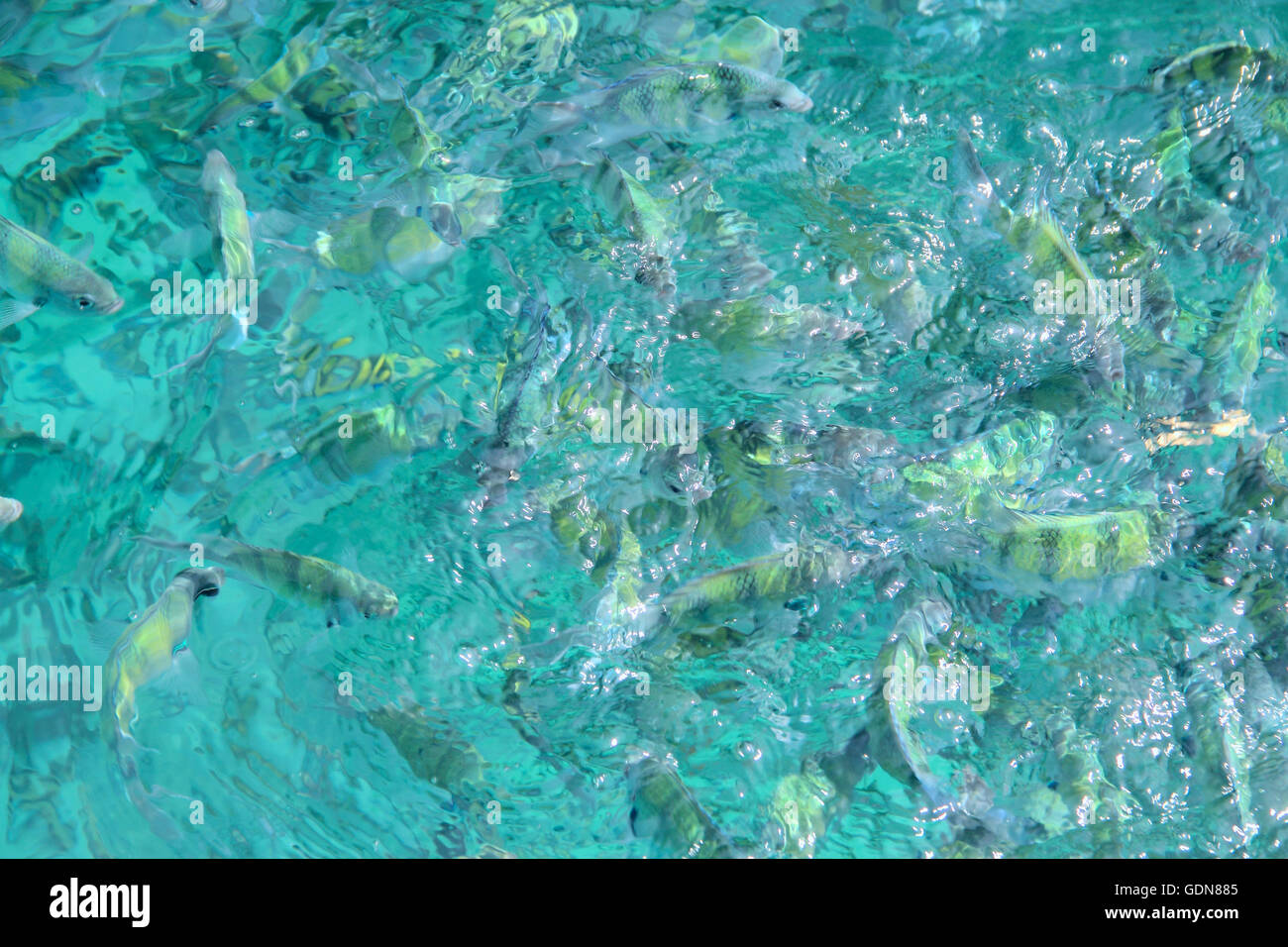 Photo of a tropical Fish in transparent blue sea water close-up Stock ...