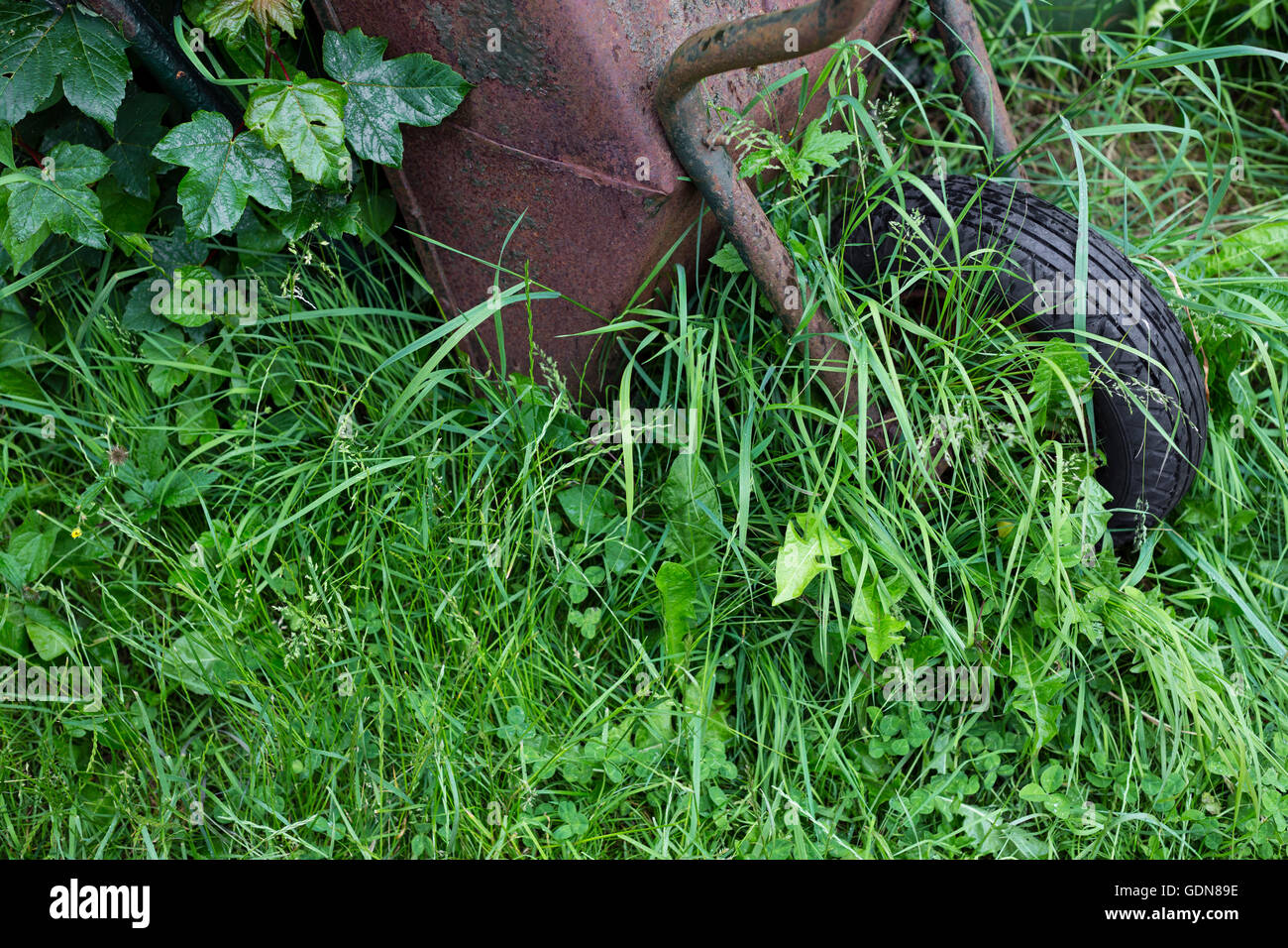 A local allotment with overgrown weeds grass with an old weathered ...
