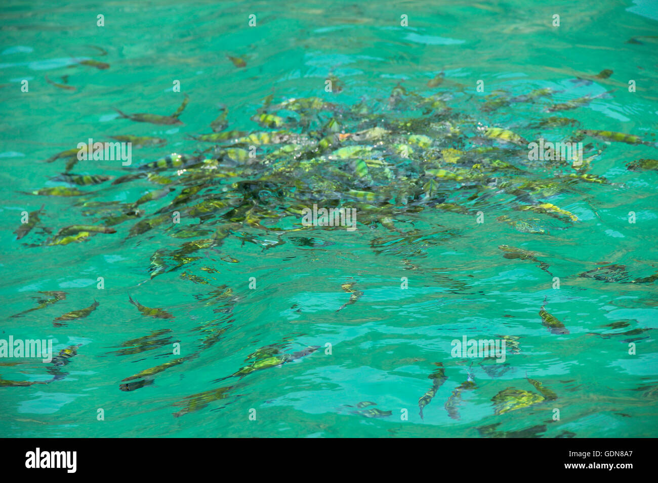 School of Striped Eel Catfish in water in Thailand Stock Photo - Alamy