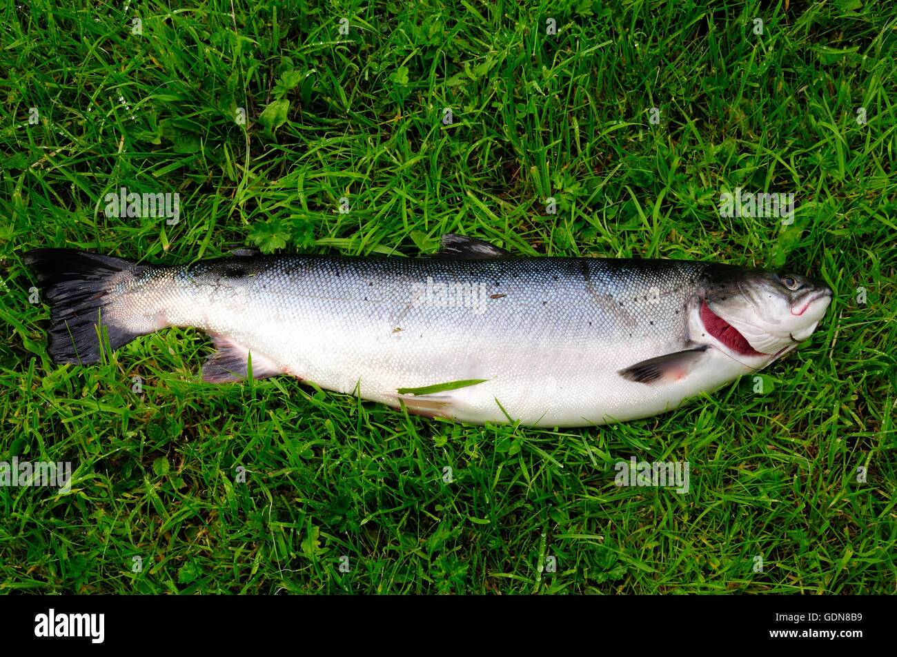 sewin fish Welsh sea trout caught in the Towy River Carmarthenshire ...