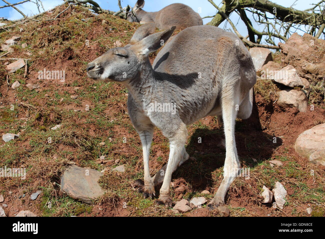 Bombala High Resolution Stock Photography and Images - Alamy