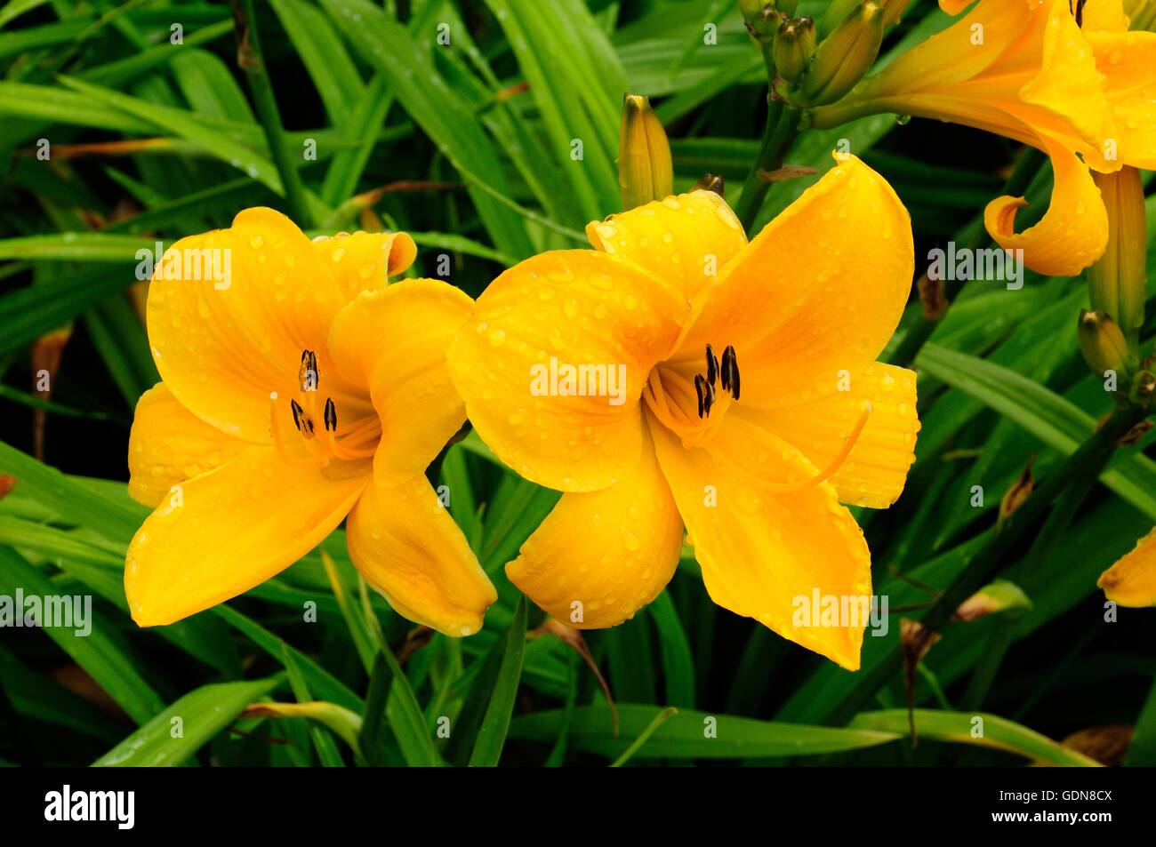 Yellow orange flower hi-res stock photography and images - Alamy
