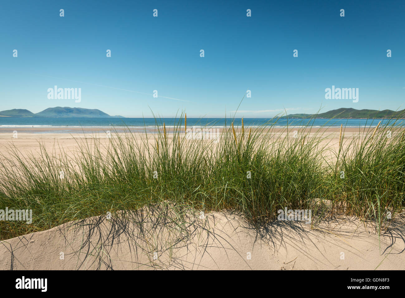 Beach dunes Ireland beach and sand dune and marram grass at open sea ...