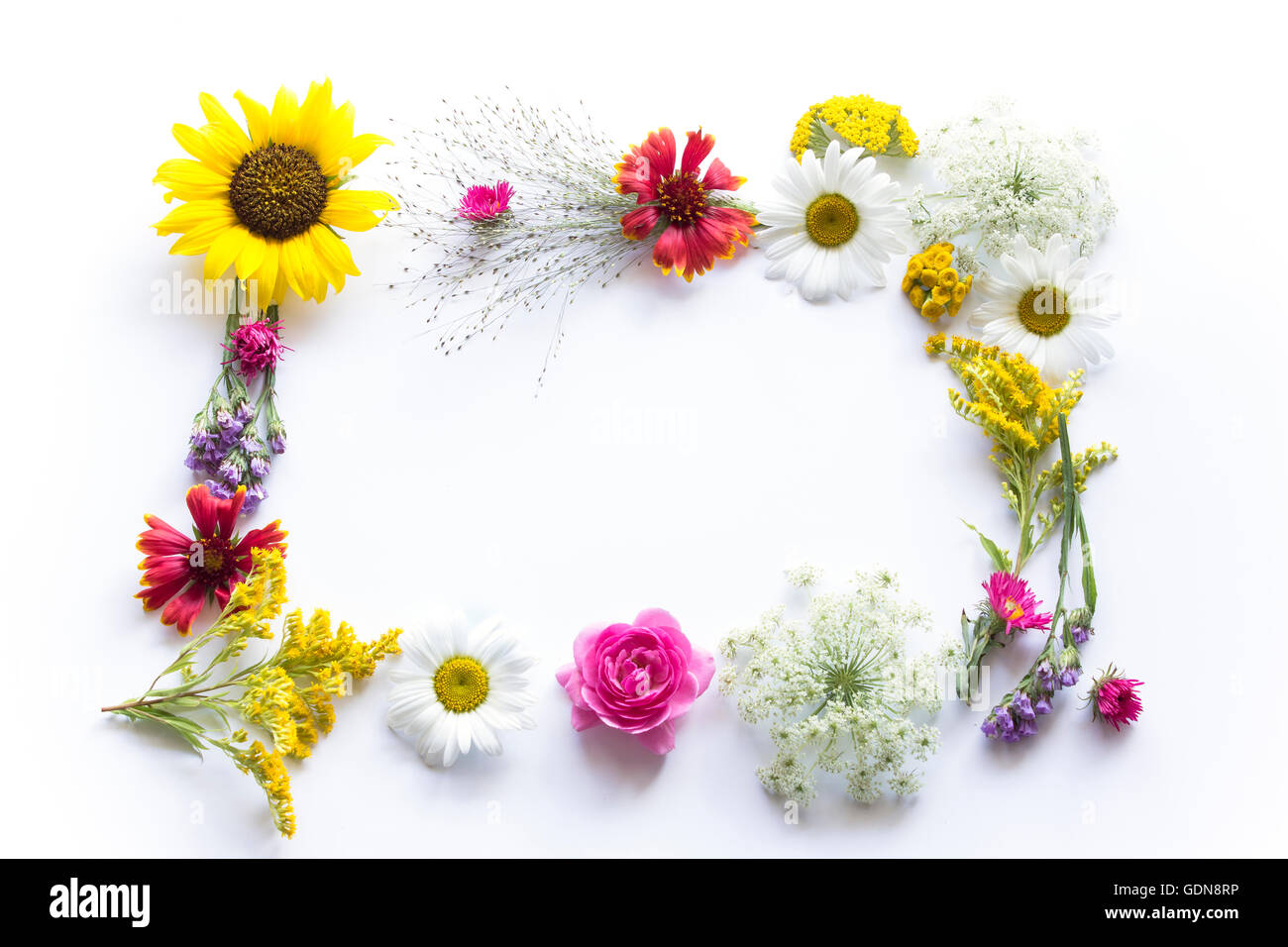 Pink aster flowers frame hi-res stock photography and images - Alamy