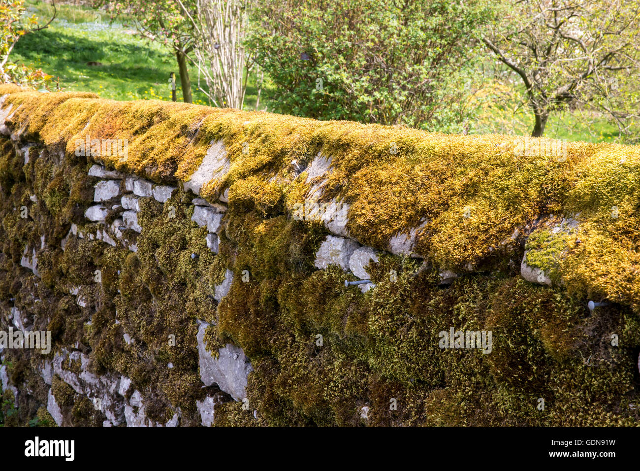 Distinctive Yorkshire and distinctive Yorkshire stone walls and country ...