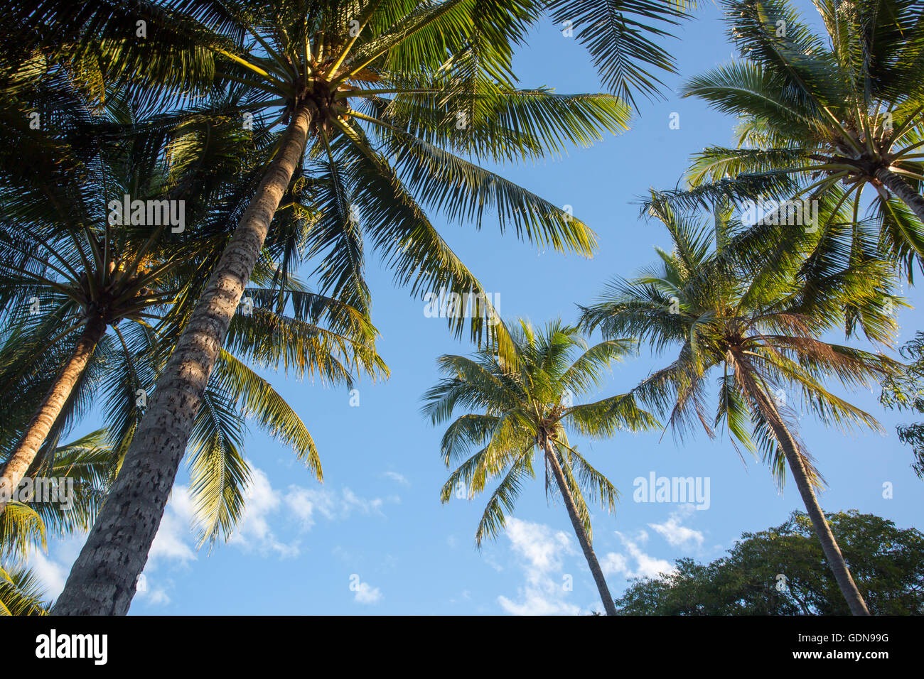 Palm Cove Trees Stock Photo - Alamy