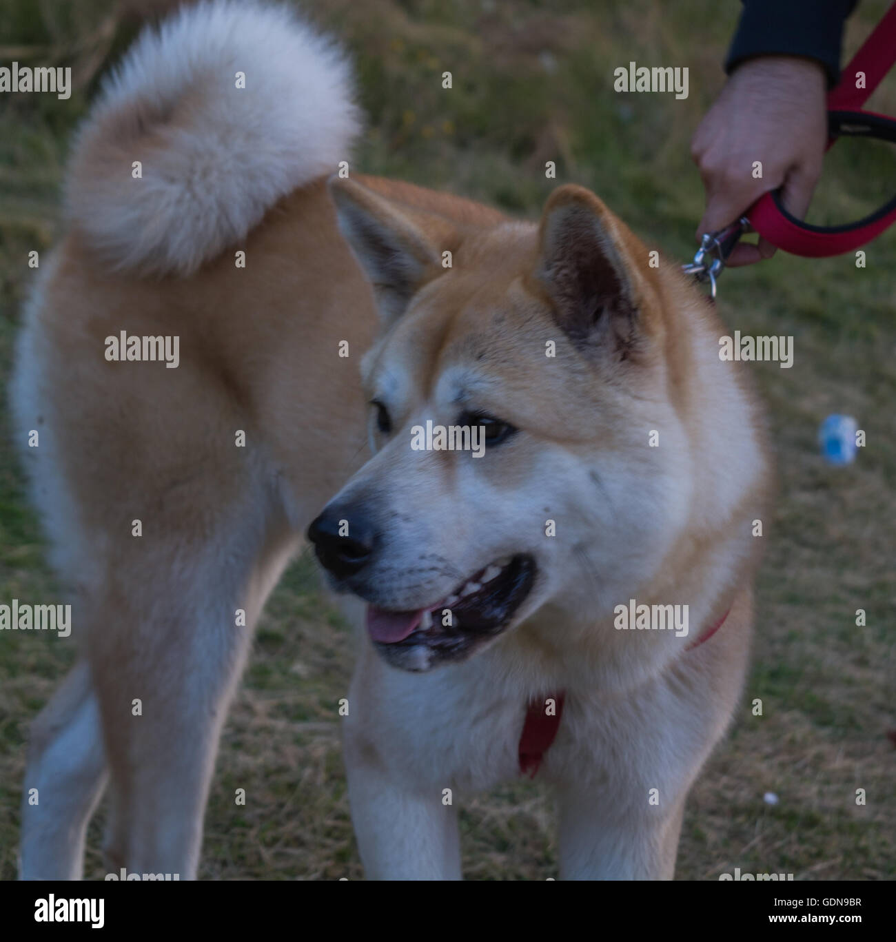 Japanese akita hi-res stock photography and images - Alamy