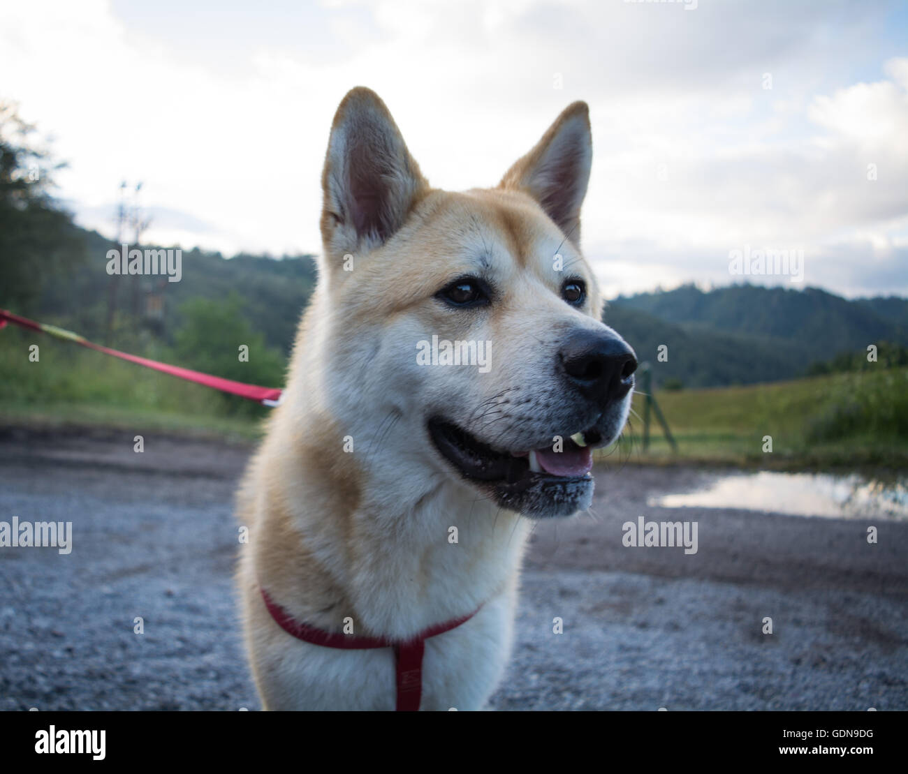 Portrait funny akita dog hi-res stock photography and images - Alamy