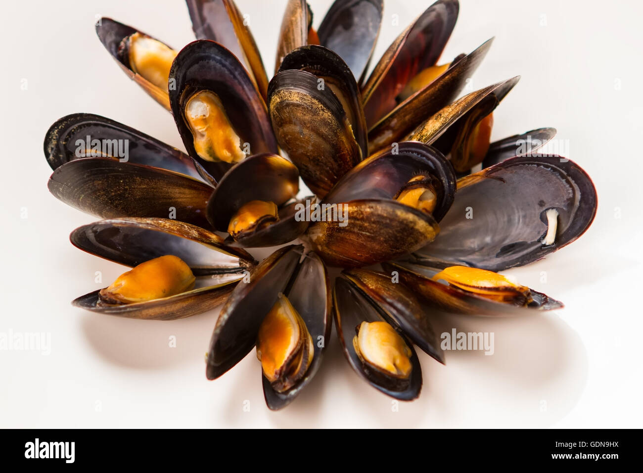 Cooked mussels on white background Stock Photo - Alamy