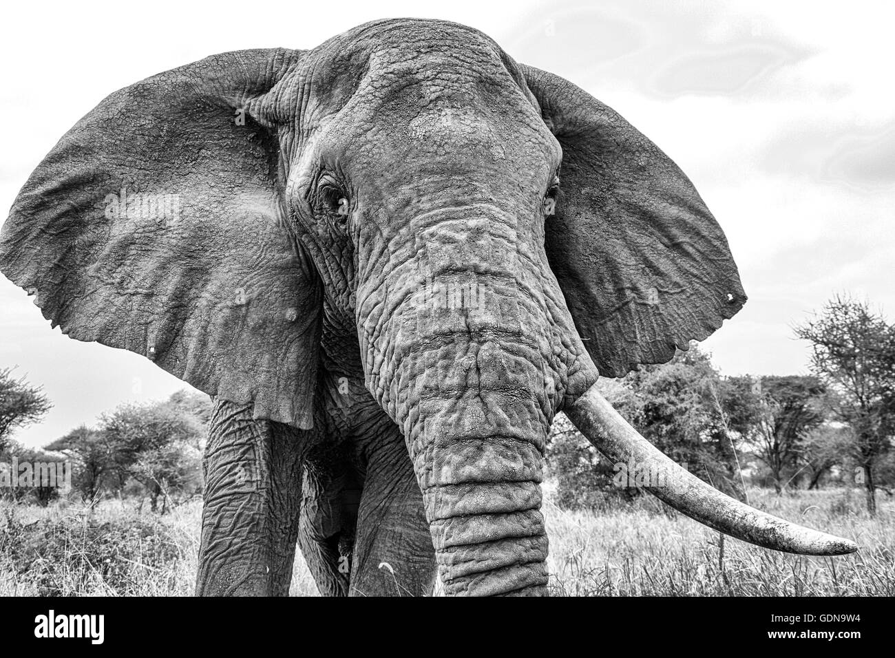 Saying hi Black and White Stock Photos & Images - Alamy