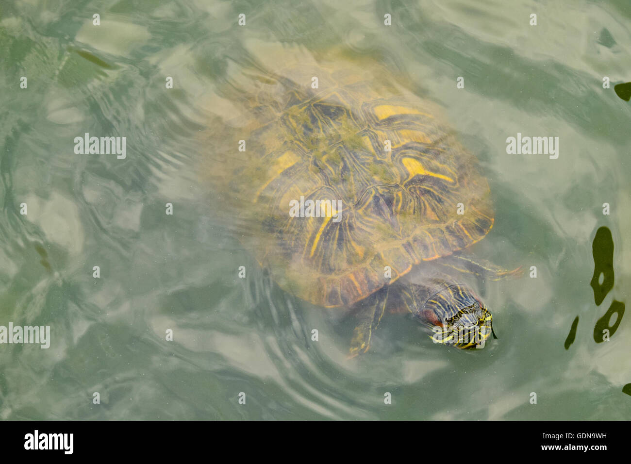 Turtle in wild hi-res stock photography and images - Alamy