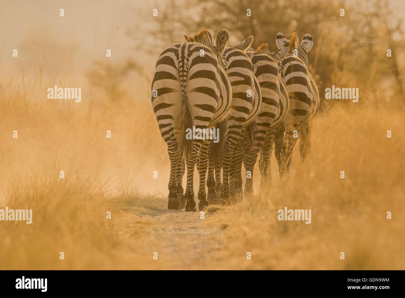 Zebra trail hi-res stock photography and images - Alamy