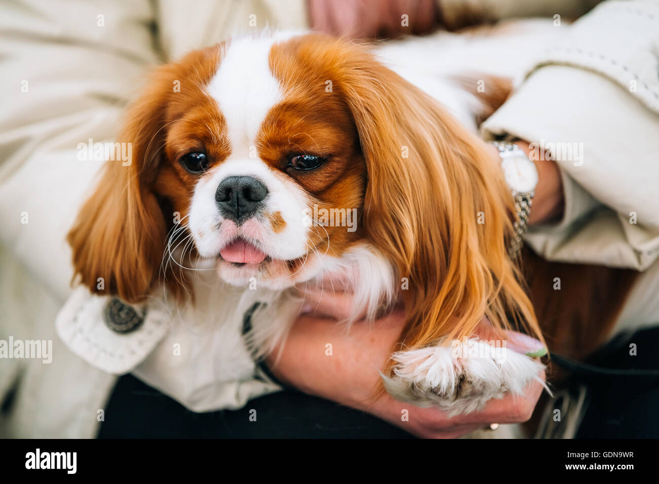 White and red Cavalier King Charles Spaniel Dog sits in hands of woman ...