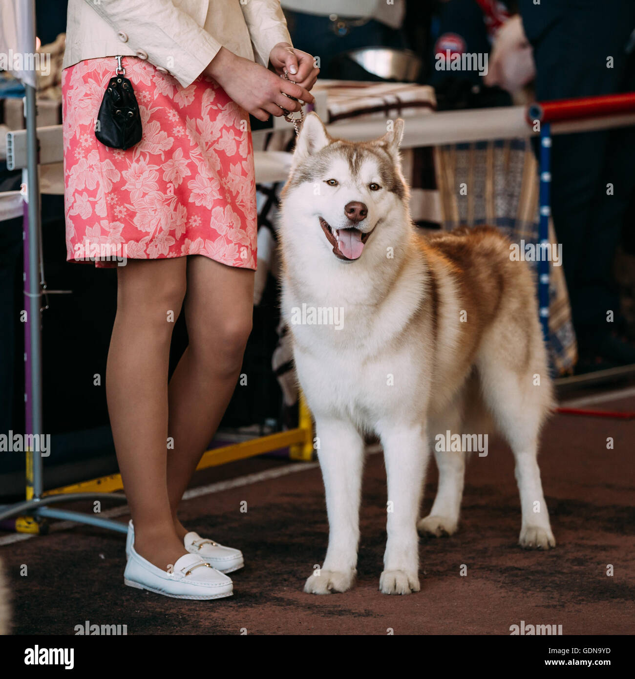 Siberian husky dog dog show hi-res stock photography and images - Alamy