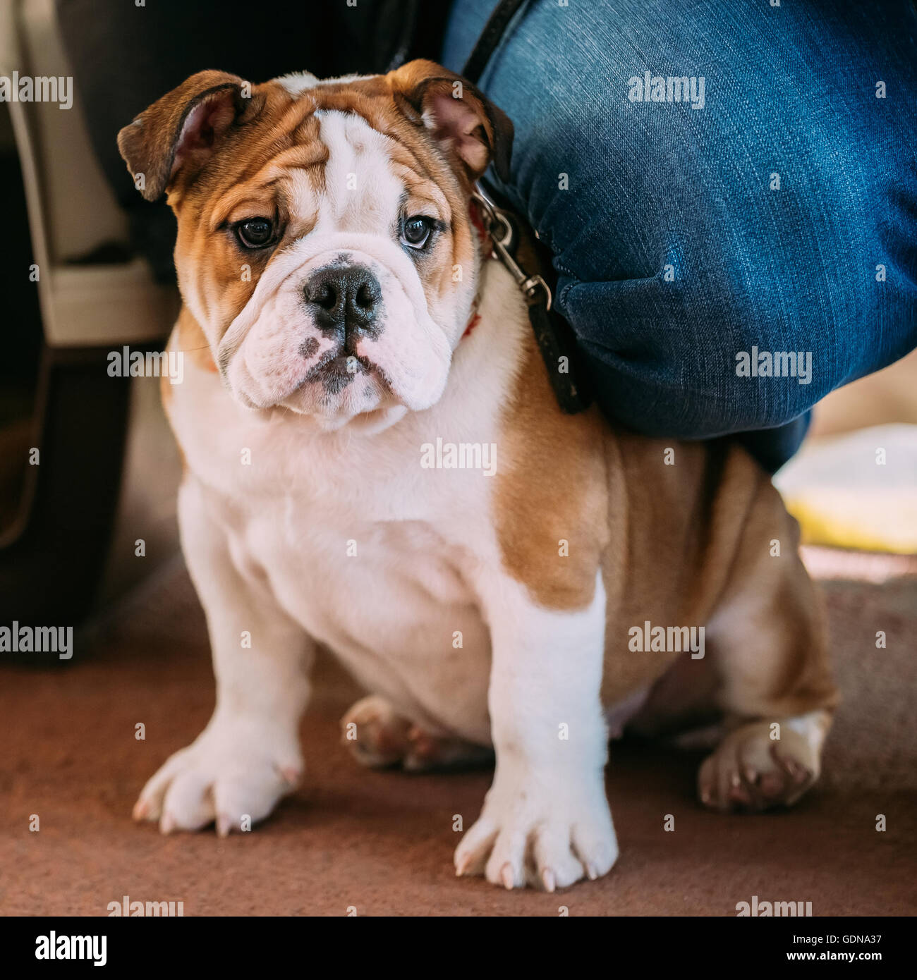 White english bulldog hi-res stock photography and images - Alamy
