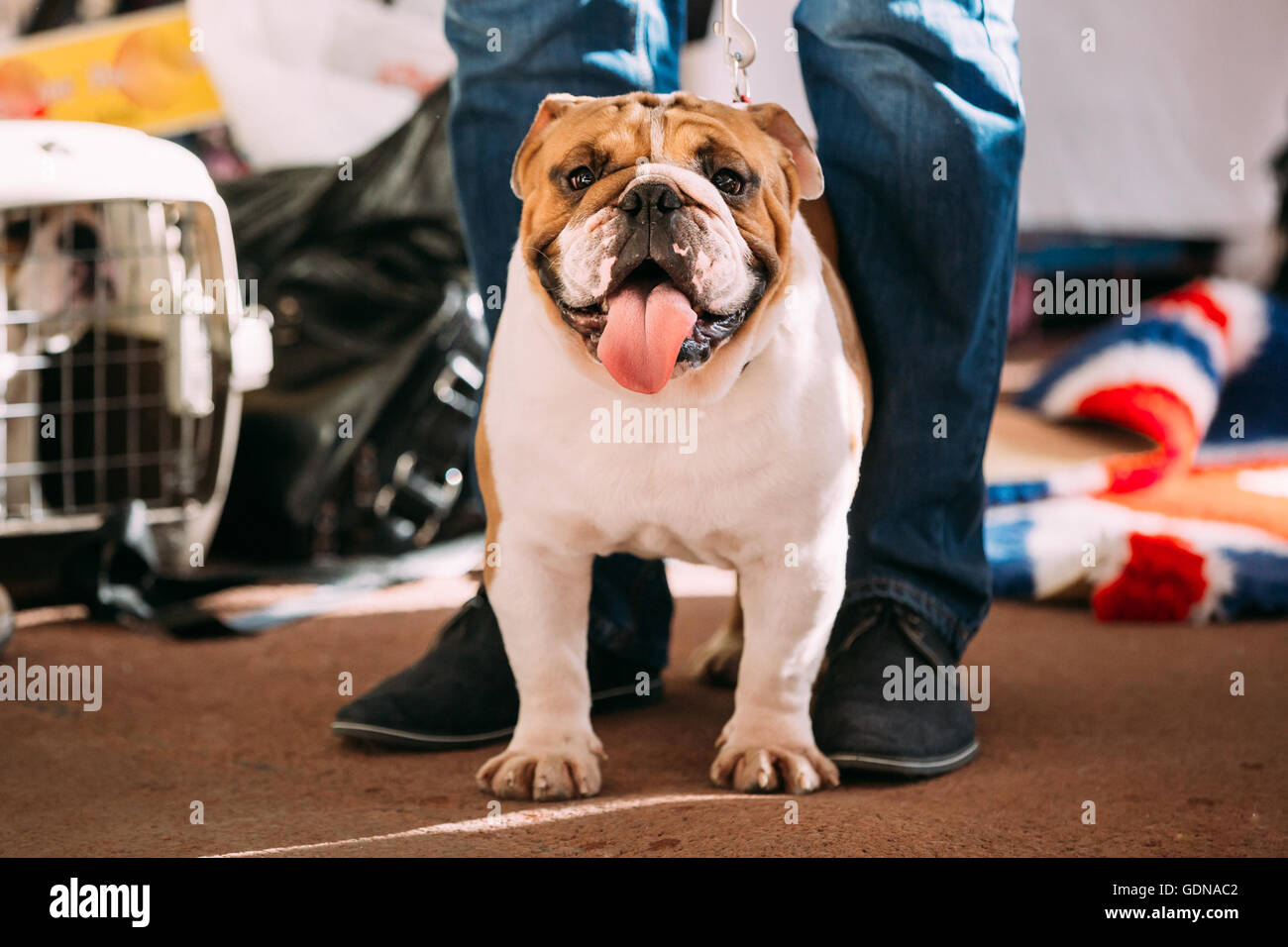 Adult White English Bulldog Dog on Floor Stock Photo - Alamy