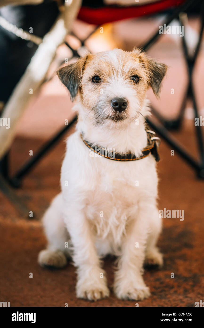 Rough coated jack russell hi-res stock photography and images - Alamy