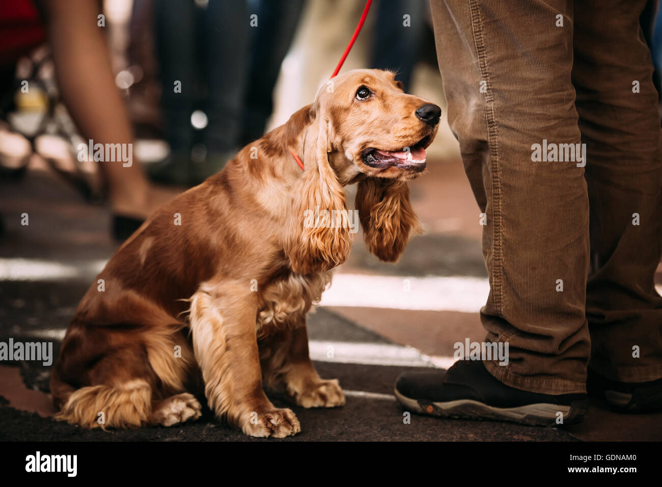 Is A Cocker Spaniel A Small Breed Dog