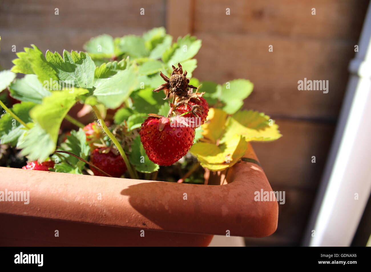 Potted strawberry plant Stock Photo - Alamy