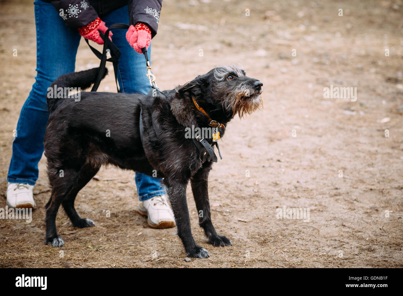 Are Mixed Breed Dogs Dangerous Are Mixed Breed Dogs Dangerous