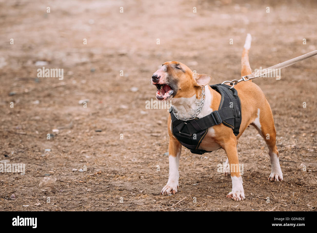Angry bull terrier hi-res stock photography and images - Alamy