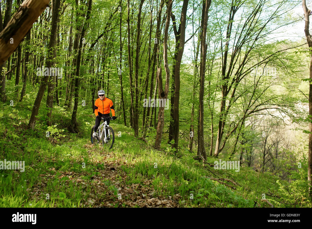 Cyclist Riding the Bike on a Trail in Summer Forest Stock Photo - Alamy