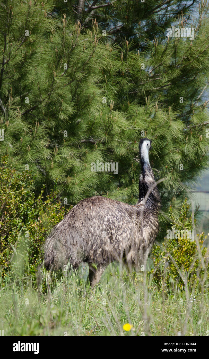 Close up side view portrait of an emu bird Stock Photo - Alamy