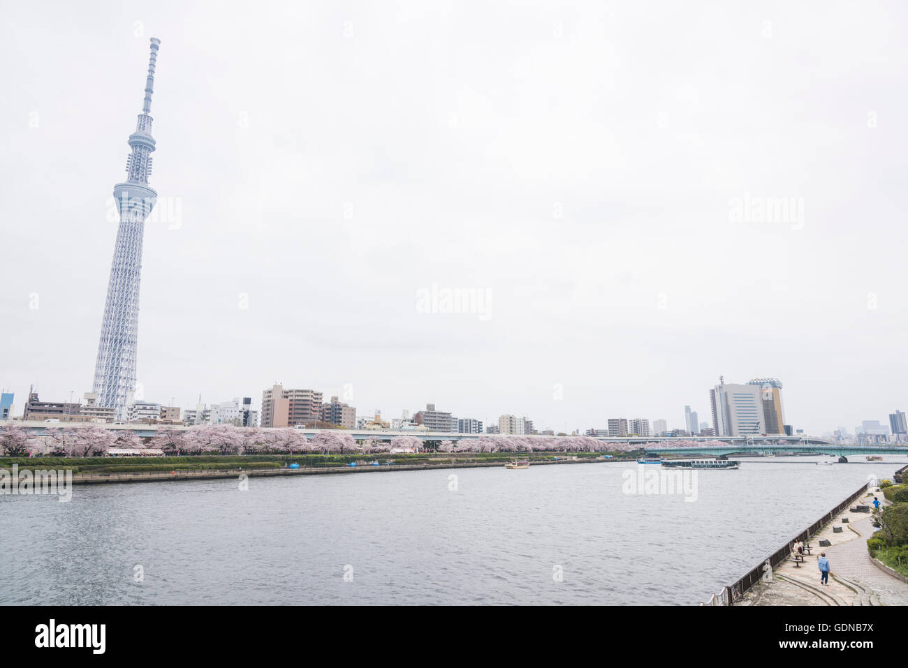 Cherry blossom,around Asakusa, Sumida River,Tokyo,Japan Stock Photo - Alamy